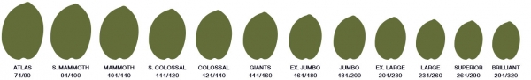 OLIVE SIZES – Rada Olive